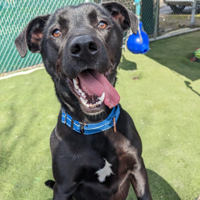 Home - PAWS of Grays Harbor